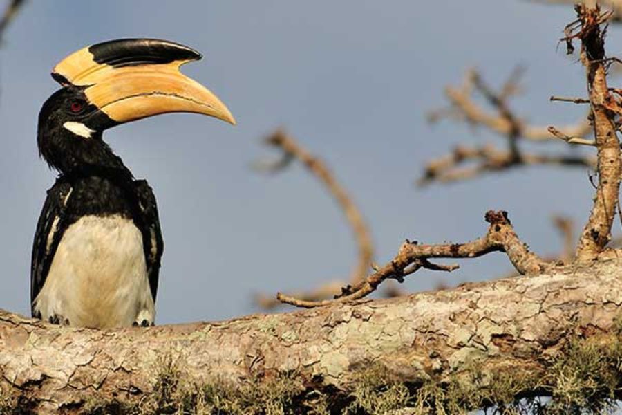 Mahoora Tented Safari Camps | Yala National Park Safari