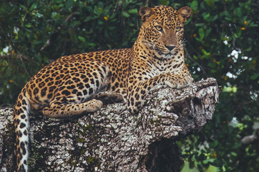 Yala National Park Sri Lanka | Mahoora Leopard Safari