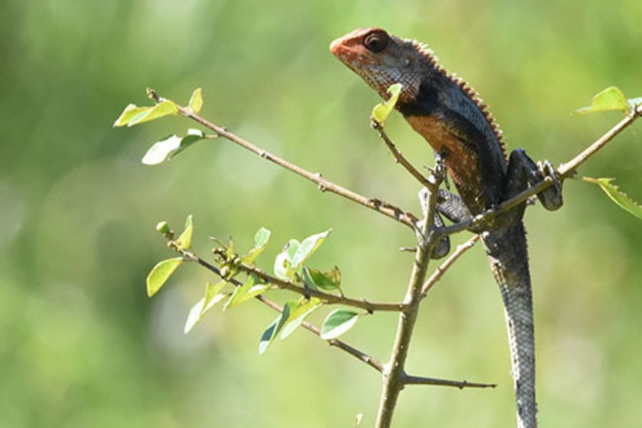 Discover Maduru Oya National Park Sri Lanka | Mahoora Safaris