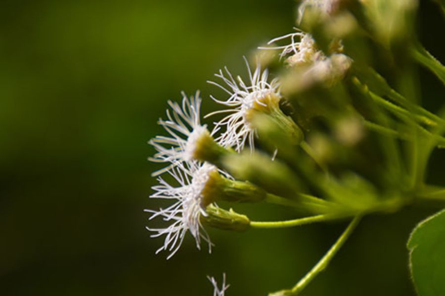 Mahoora Carbon free tented safari camps in Sri Lanka | Mahoora Safaris