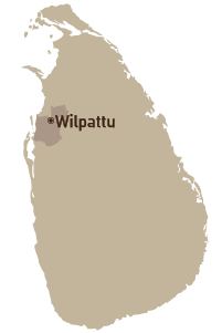 Mahoora safari camps Wilpattu National Park | Wildlife holidays at Wilpattu