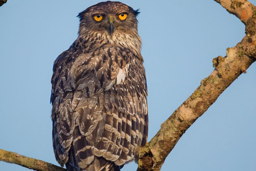 Tented Safari Camps Udawalawe National Park | Mahoora Guided Safaris