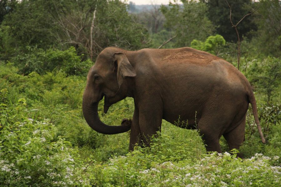Tented Safari Camps Udawalawe National Park | Mahoora Guided Safaris